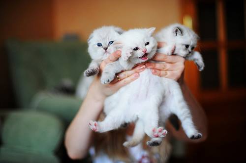 Cute Kitties Having FUN | Cute CATS