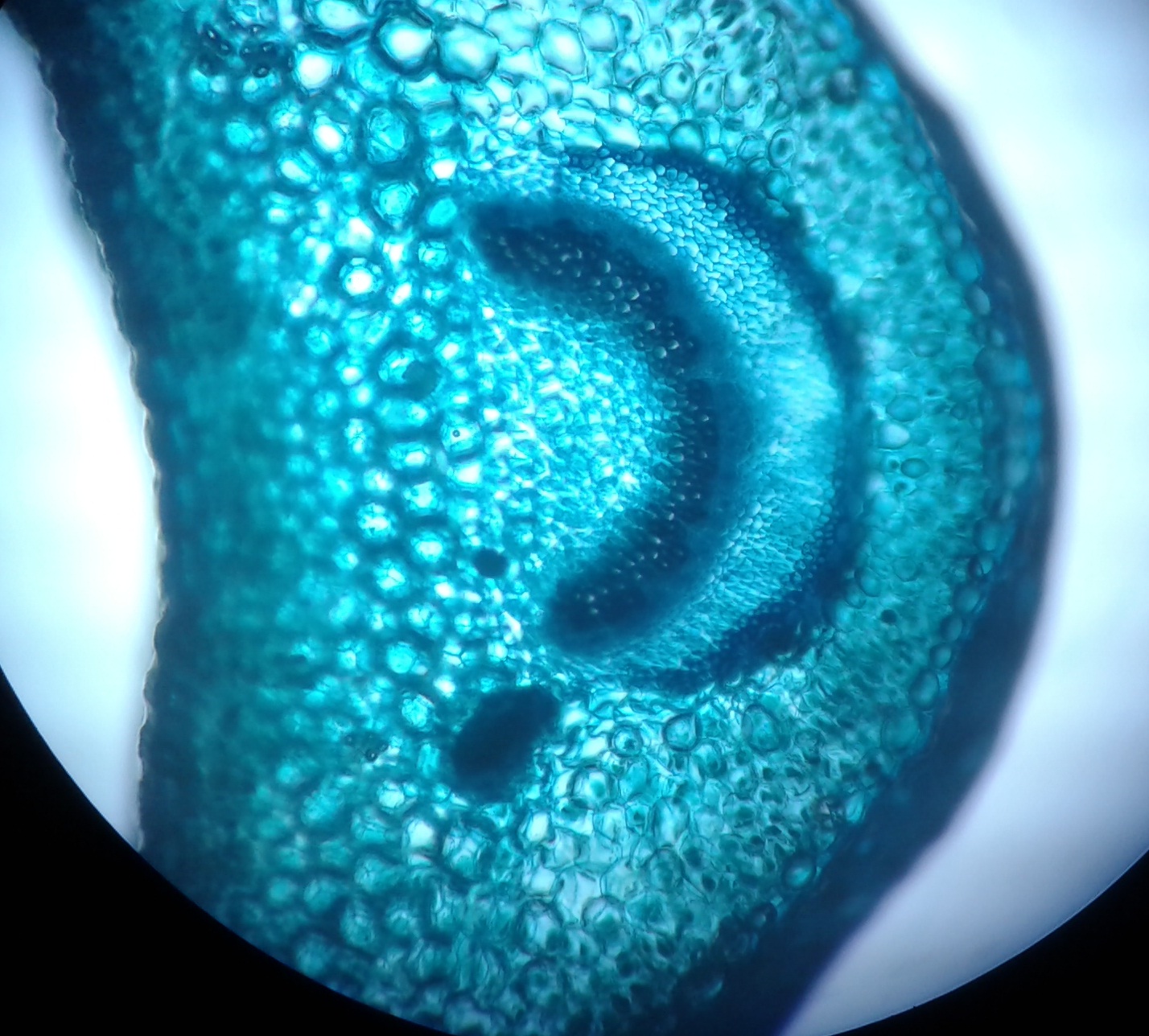 BIOLOGIA VEGETAL-UPTC-: LA HOJA