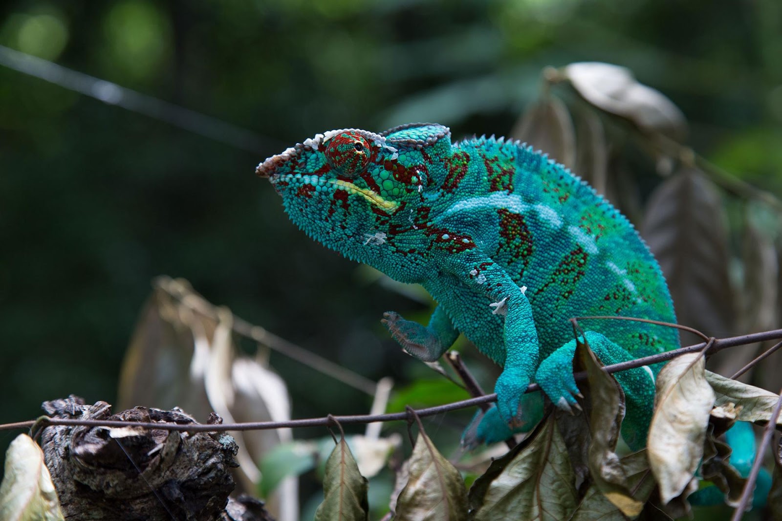 Alguns dos Animais Mais Coloridos do Planeta - Mundo em Fotos