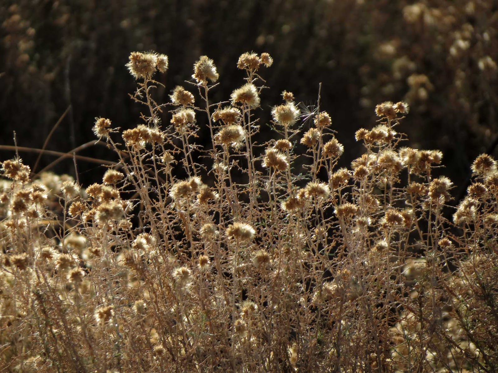 Desert Colors: Turpentine Bush