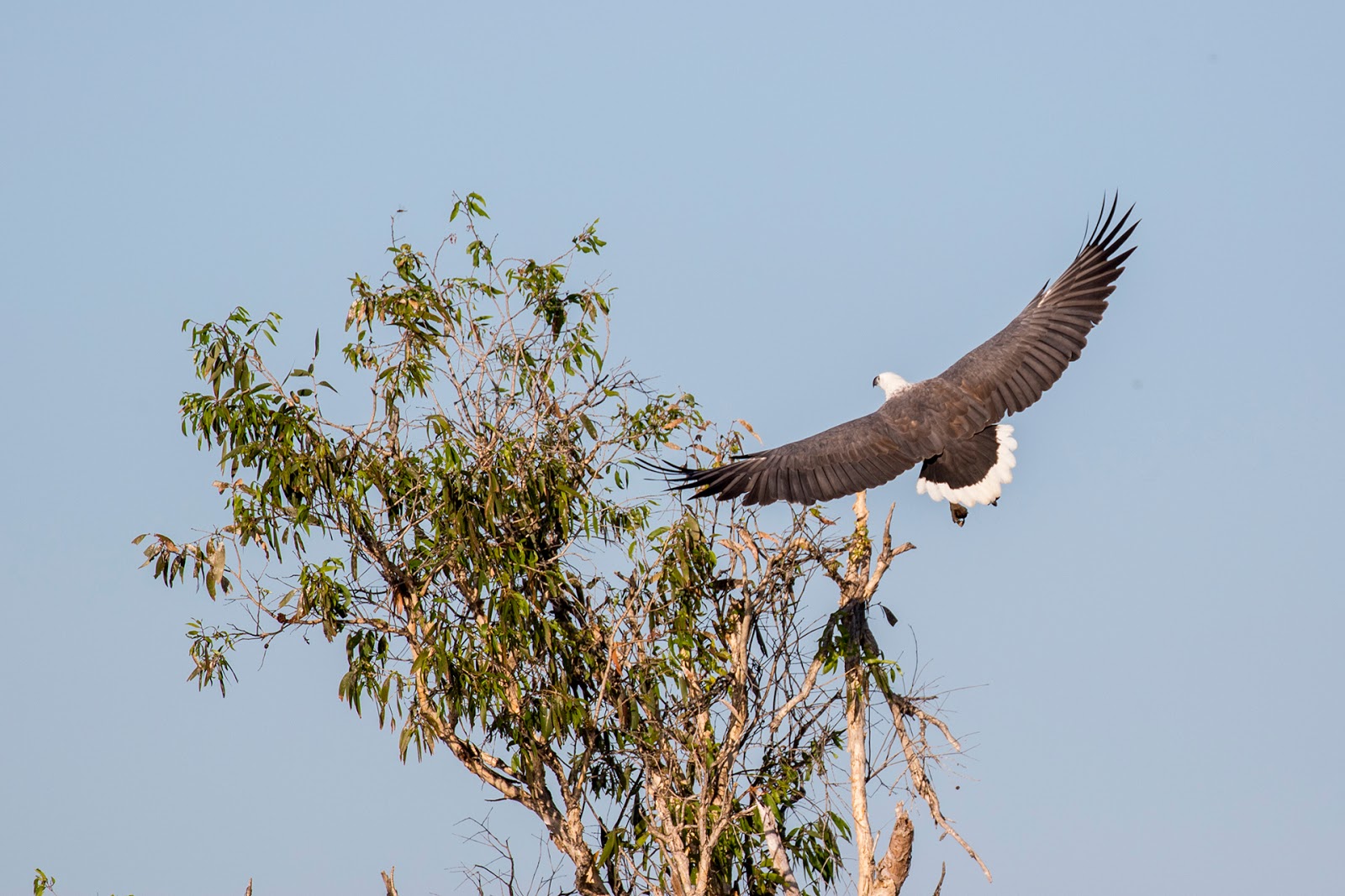 Rubén Cebrián - Fotografía de naturaleza: 2016