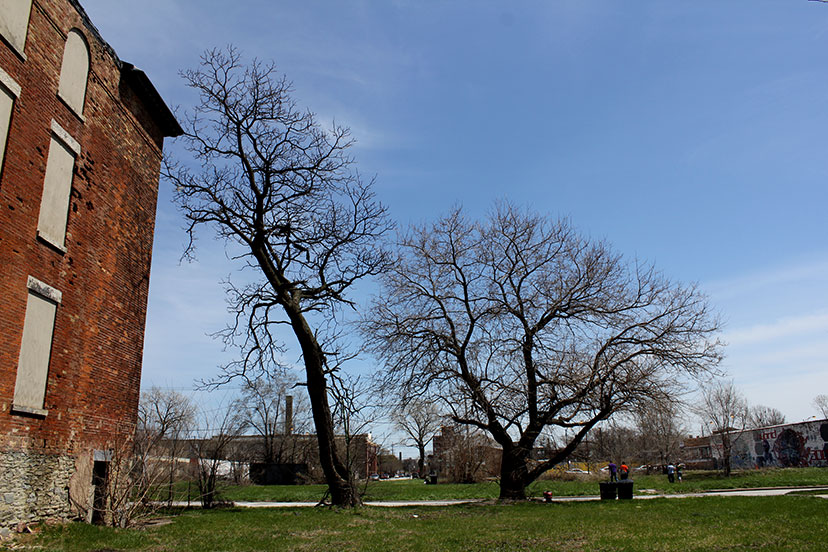ArchitectureChicago PLUS: Our Raber (House) Has Tender Grapes; Can a ...