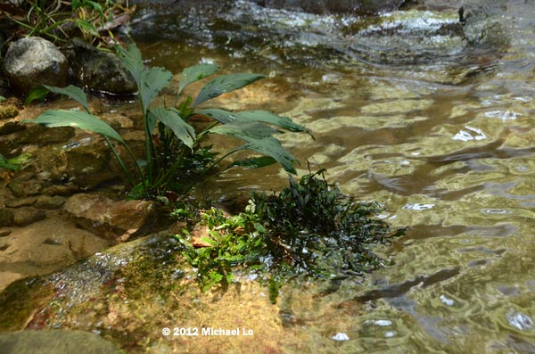 The rainforests of Borneo & Southeast Asia: semi aquatic plants from ...