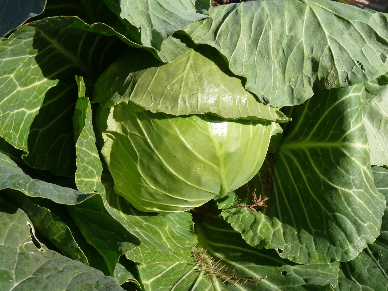 En el jardin: Ensalada de repollo