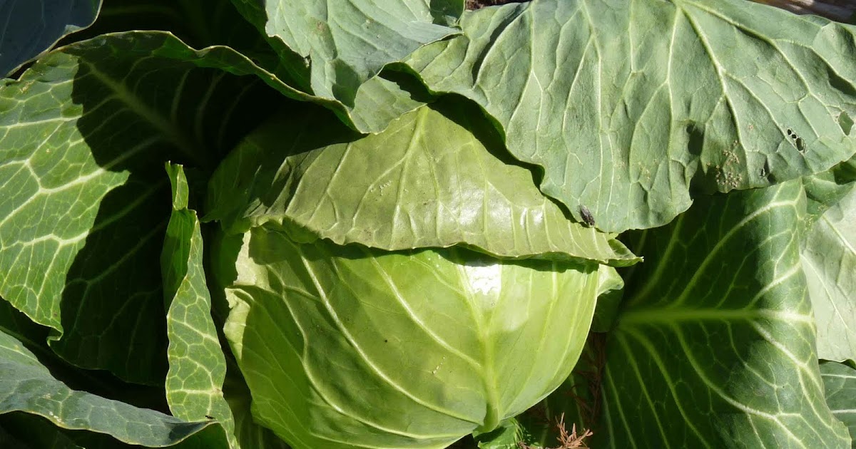En el jardin: Ensalada de repollo