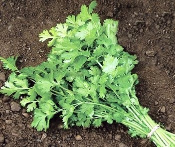 HOW TO GROW CORIANDER FROM SEED |The Garden of Eaden
