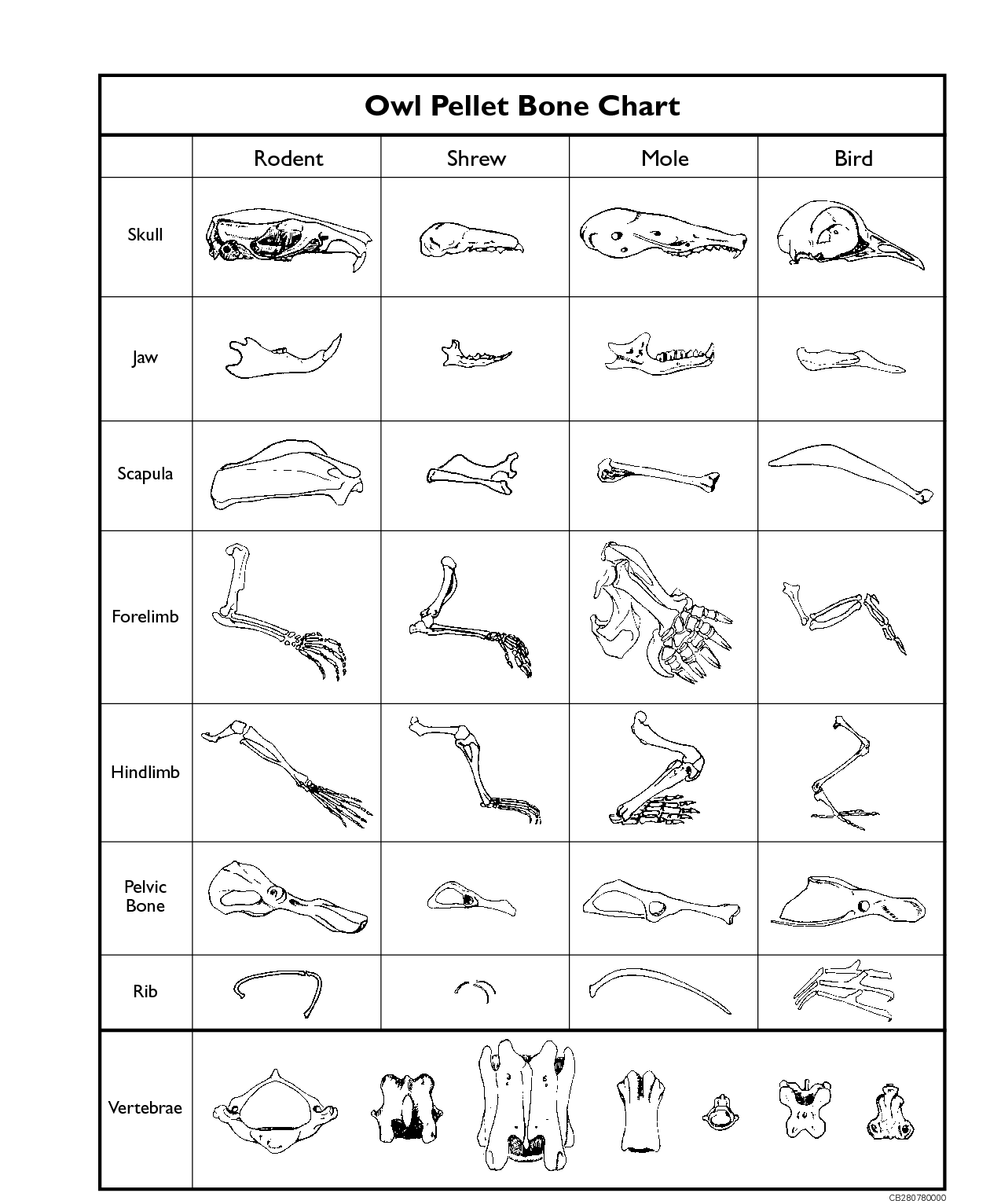 All We Want Is Science!: Owl Pellet Dissection: An Opportunity For The ...