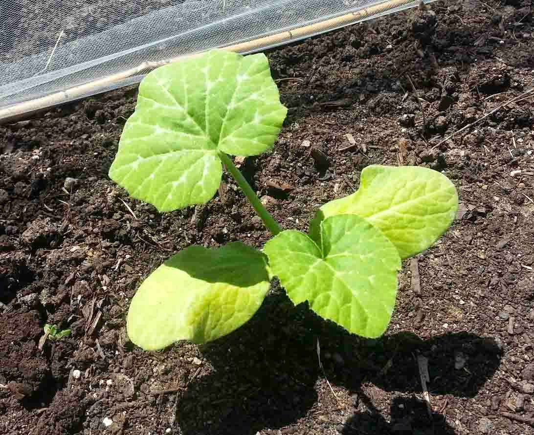 The Gardening Me: Squash & Why My Neighbours Can Leave Their Car Doors ...