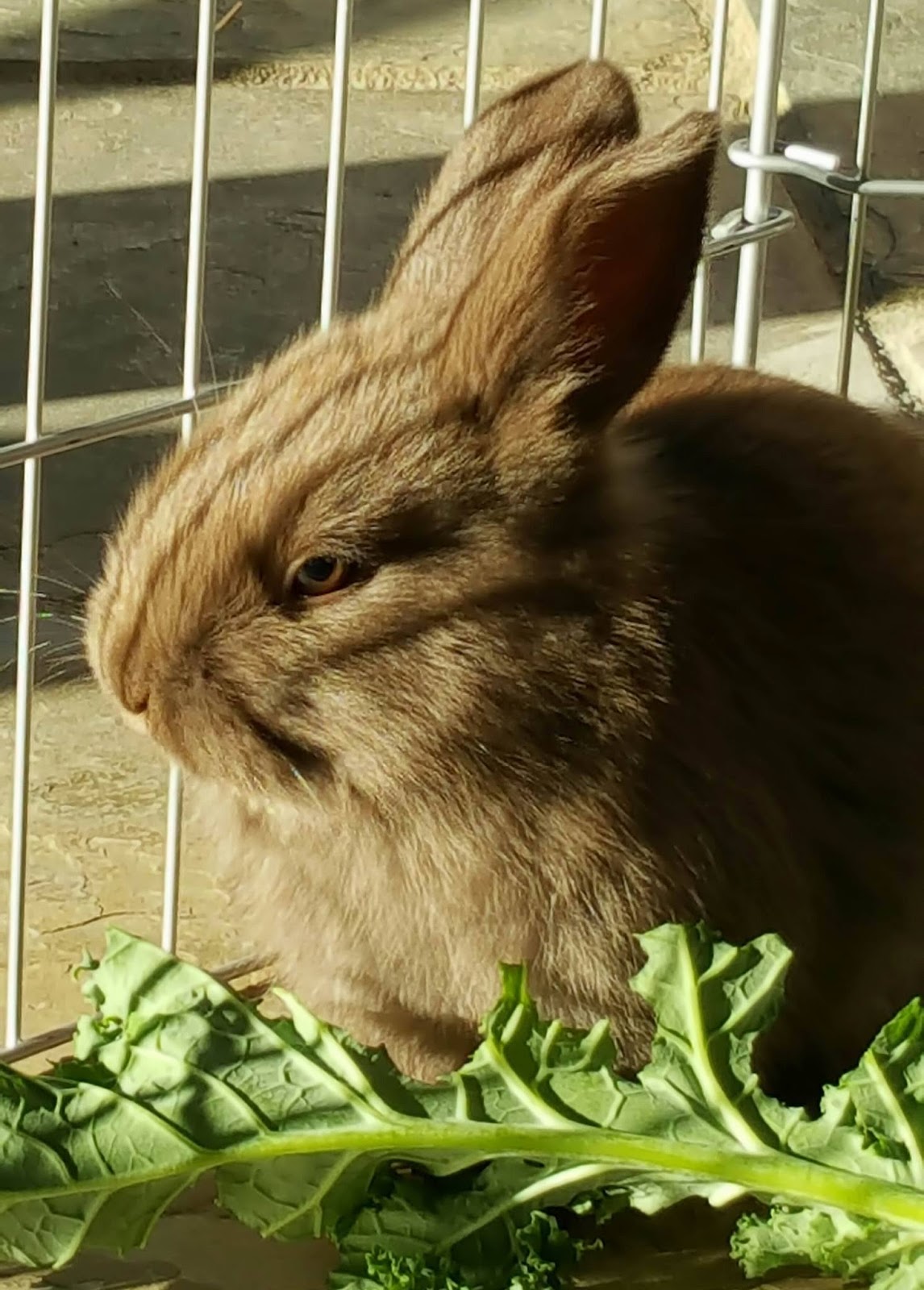 Rabbit Rescue Sanctuary: BABY RABBITS FOR ADOPTION IN TWEED HEADS ...