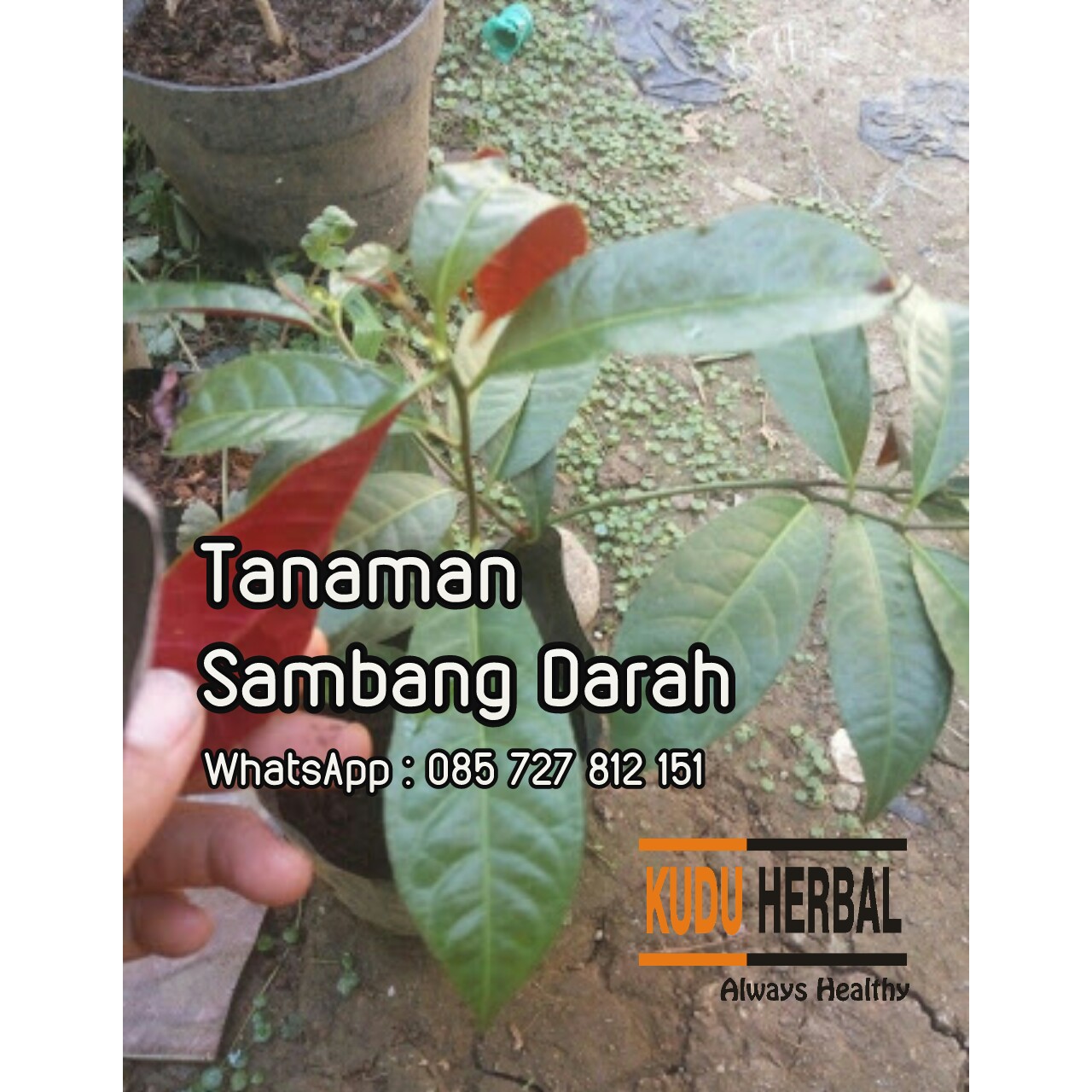 Jual Sambang Darah di Semarang I WA : 085727812151