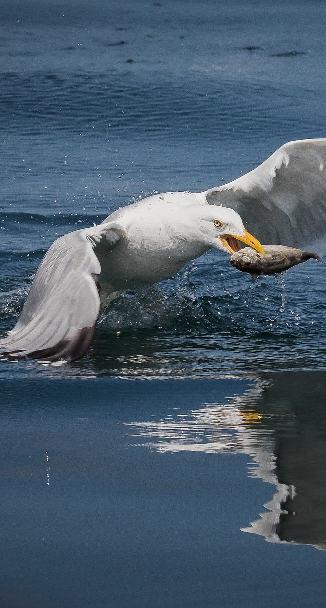 Amazing seagull fish capture - About Wild Animals