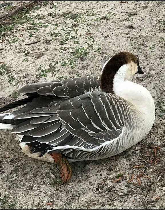 Lonely Goose Awaits Injured Companion's Return
