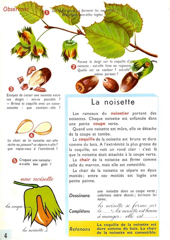 Leçons de choses: La noisette