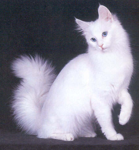 Complete Guide About Angora Cats - About Your Pet