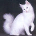 Complete Guide About Angora Cats - About Your Pet