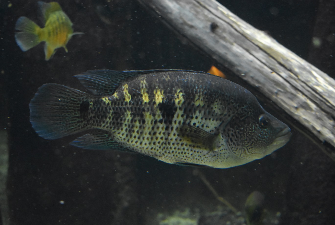 ZOOTOGRAFIANDO (6.100 ANIMALS): GUAPOTE BLANCO (Parachromis dovii)