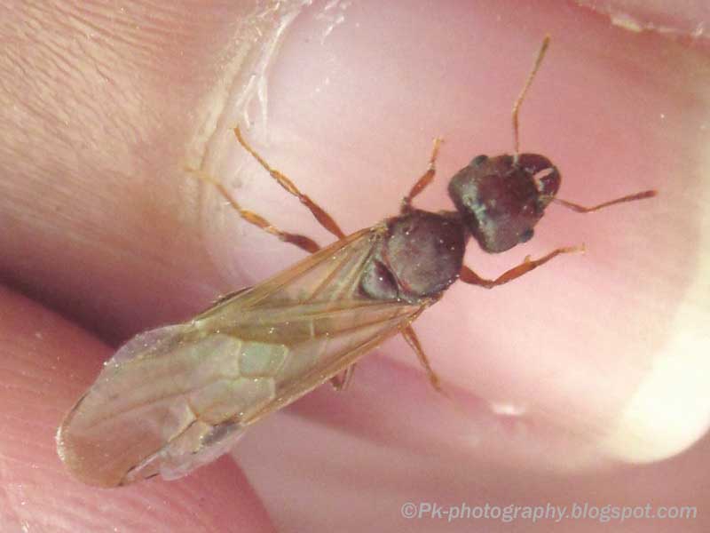 Flying Ants | Nature, Cultural, and Travel Photography Blog
