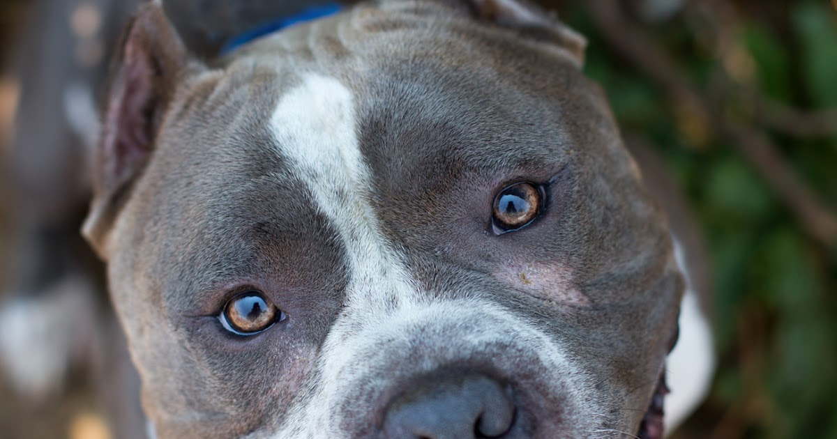 Shelter Dogs of Portland: "BEASTIE BOY" short and stout Bully mix
