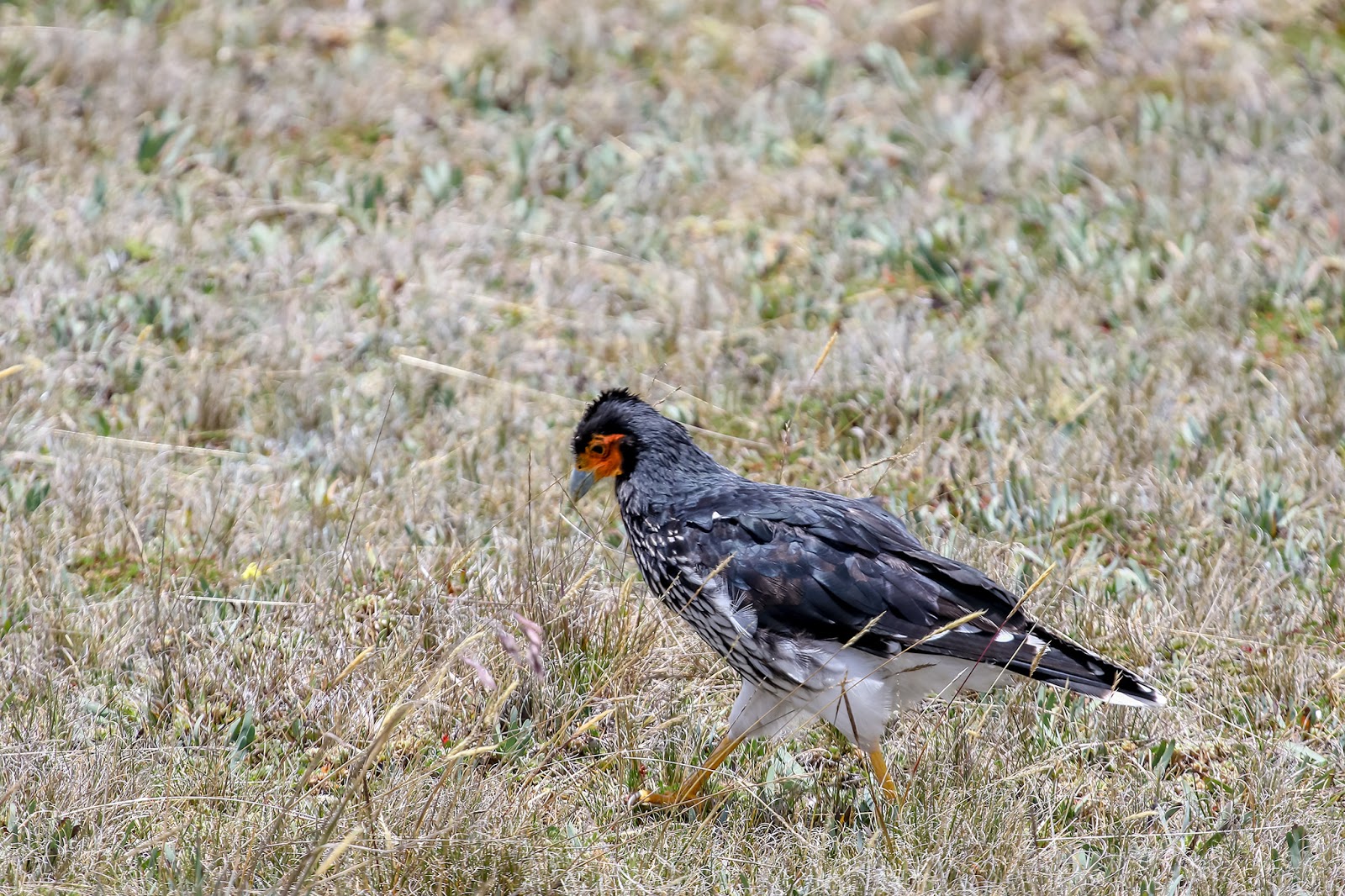 Carunculated Caracara, Ecuador, Mary 25, 2016.