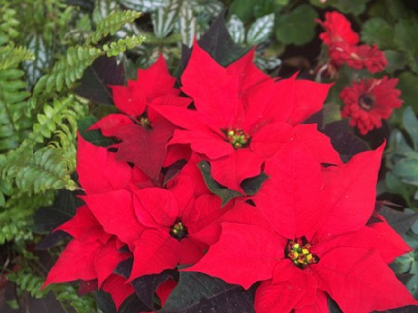 Grupo de Lectura: LEYENDA DE LA FLOR DE NAVIDAD