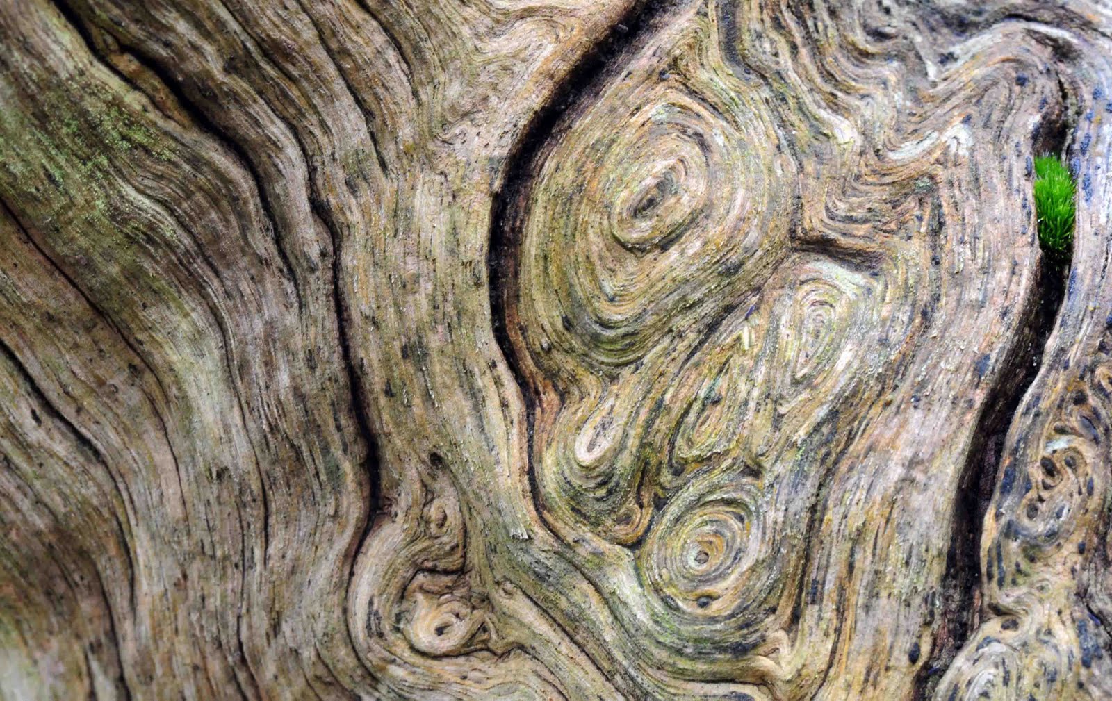 loveUKtravel: The Tapestry and Textures of Woodland