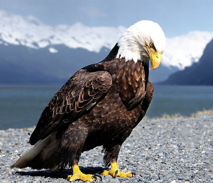 Kartal nedir ne demektir? İlgili atasözü ve anlamı - Laf Sözlük