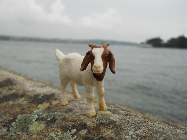 Crunchy Corner: Goaty The Travelling Goat Part 6: City Living