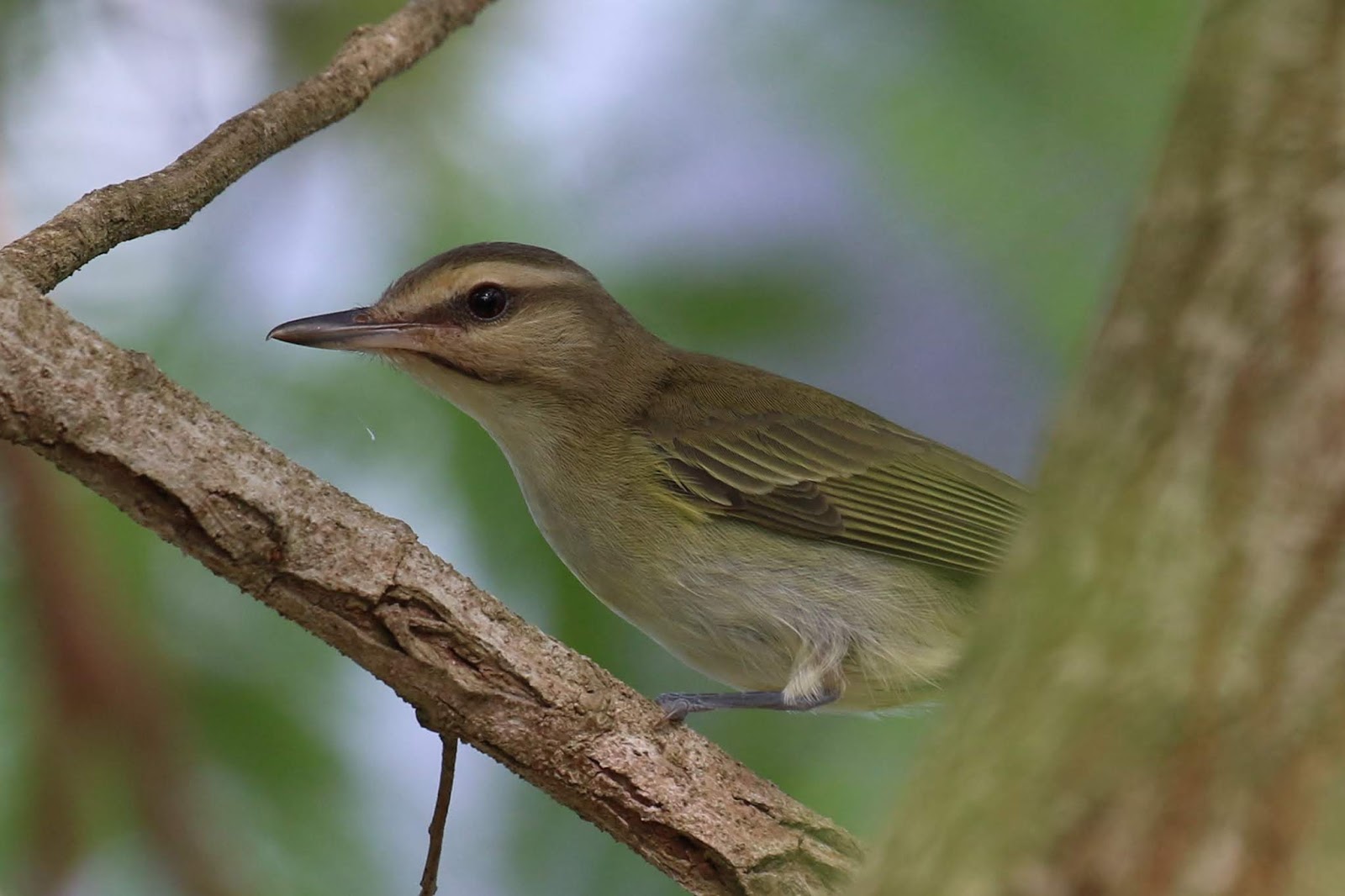 Antshrike's Bird Blog: Black-whiskered Vireo at South Padre Island, 5/23/18