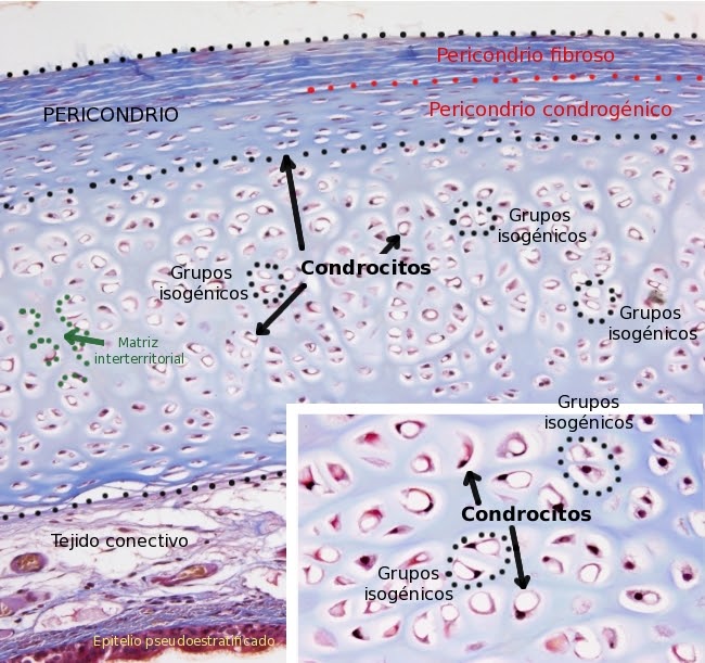 El Tejido Cartilaginoso