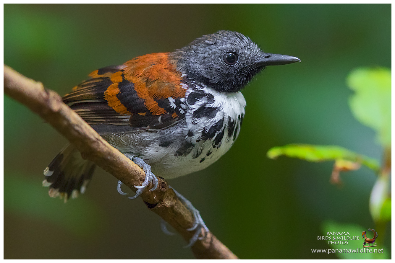 Once more around the Pipeline Road (pt. 1)