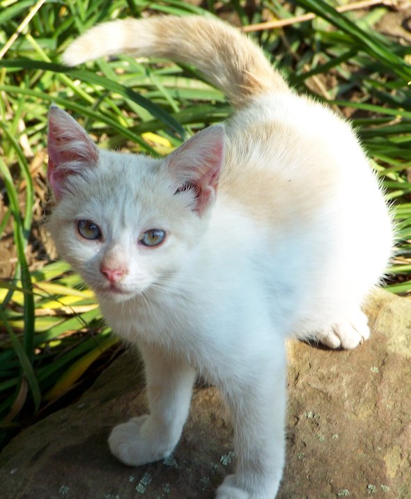 Imagenes de gatos - gatitos: Imagen hermoso gato beige [5-3-16]