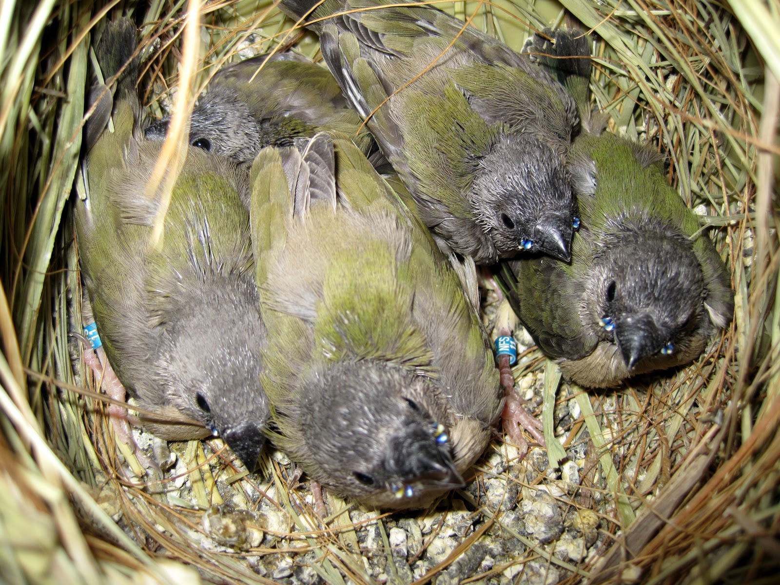 Happy Bird Place Finch and Grasskeet Blog: New baby and bird pictures