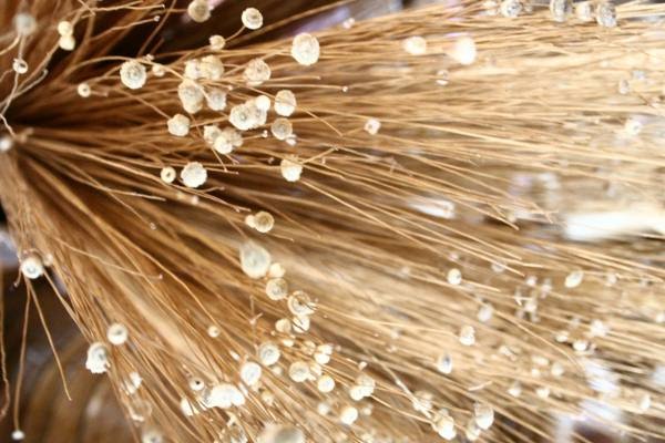 Michele Andres: Capim dourado