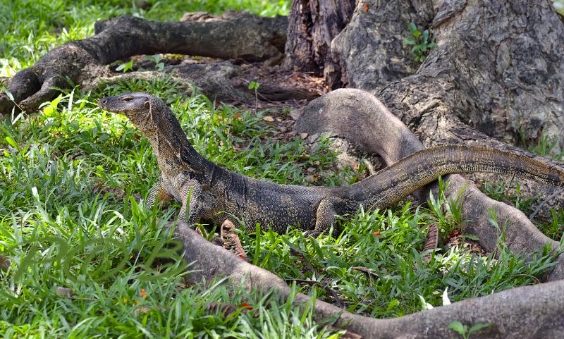 Jenis - jenis atau Macam - macam Varanidae / Varanus / Varanatic ...