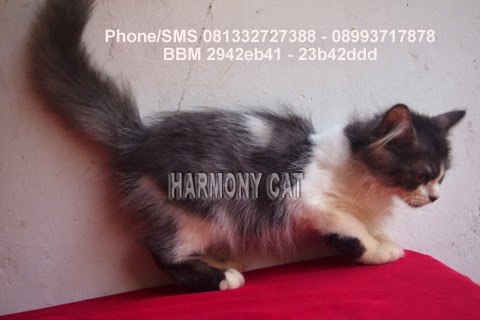 DI JUAL KUCING ANGGORA MIX PERSIA BETINA SIDOARJO - SURABAYA ~ Jual ...