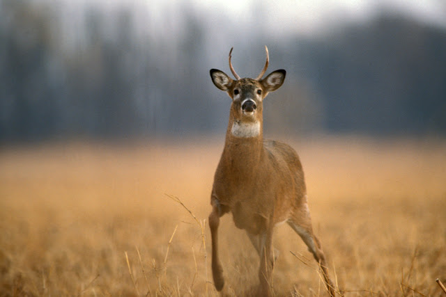 Deer | The Biggest Animals Kingdom