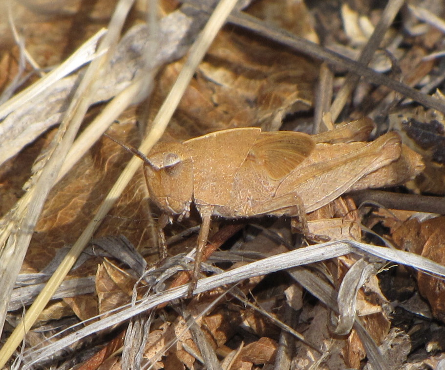Bug Eric: OrThoptera Thursday: Northern Green-striped Grasshopper