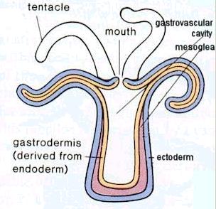 BIOND: GASTRODERMIS