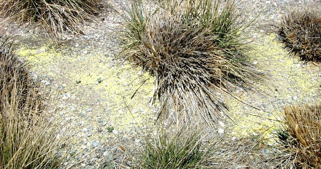 Viragrow Delivers! : Water Soluble Sulfur Lowers Soil pH Fast