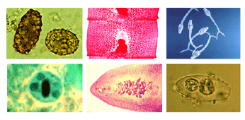 Ringkasan Praktikum Parasitologi | Indonesian Medical References