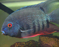 Aqua Fanatic: Severum Cichlid - Profile