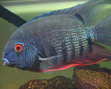Aqua Fanatic: Severum Cichlid - Profile
