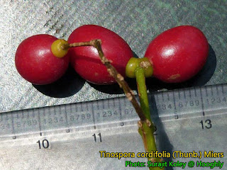 Medicinal Plants: Tinospora cordifolia, Guduchi, Amrit, Tippatige ...