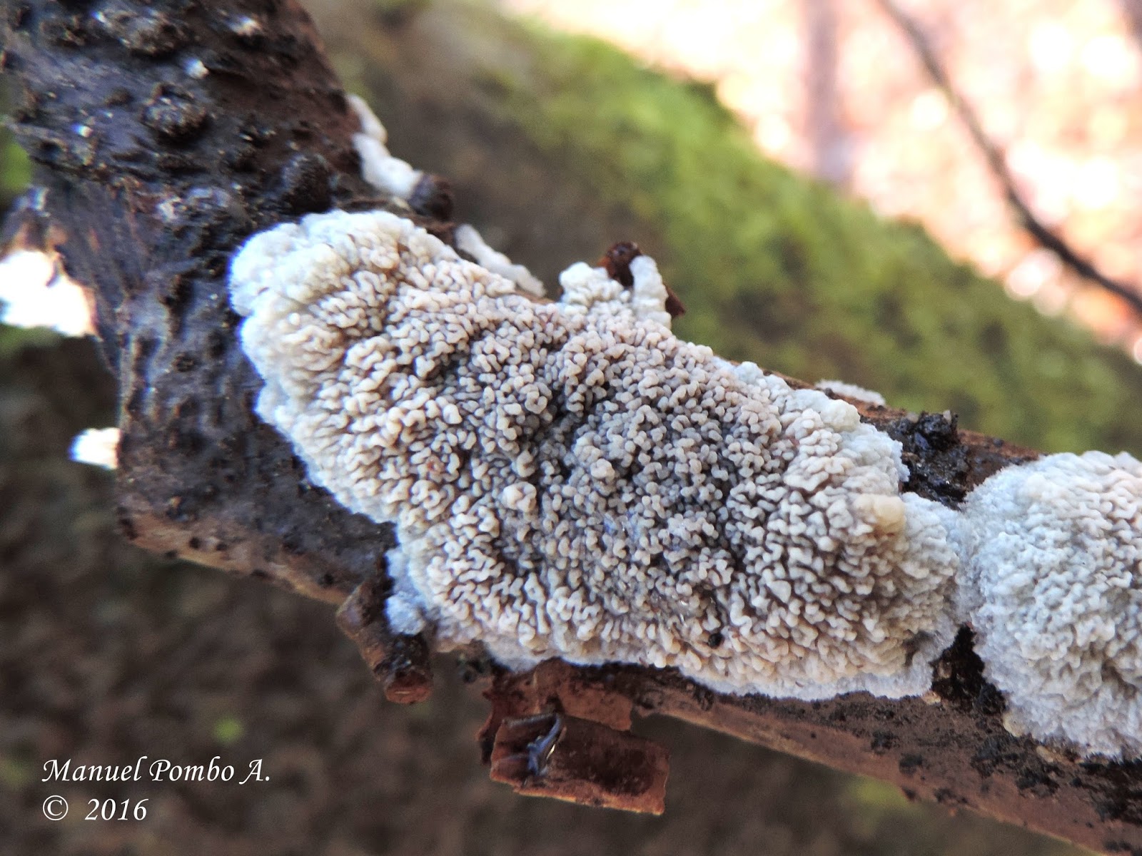 Un micólogo aficionado: Phlebia rufa (Pers.) M. P. Christ.