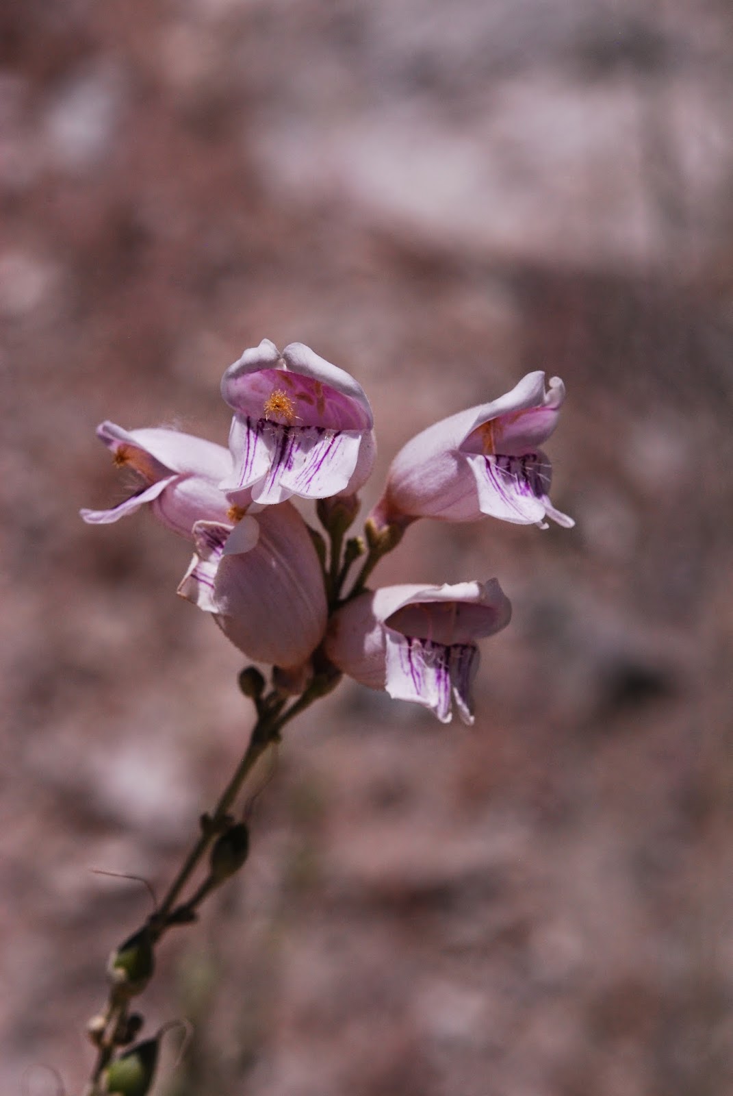 Wildflowers of the Wasatch Mountains and Bear River Range: Key to Penstemon