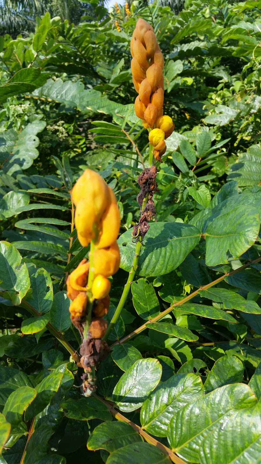 Warisan Petani: Pokok Gelenggang.