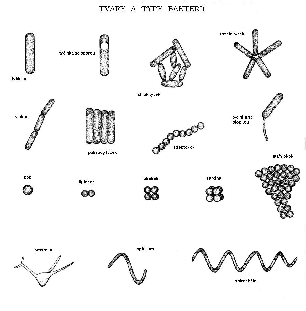 Maturita 2016: Nebuněční, Viry, Prokaryota