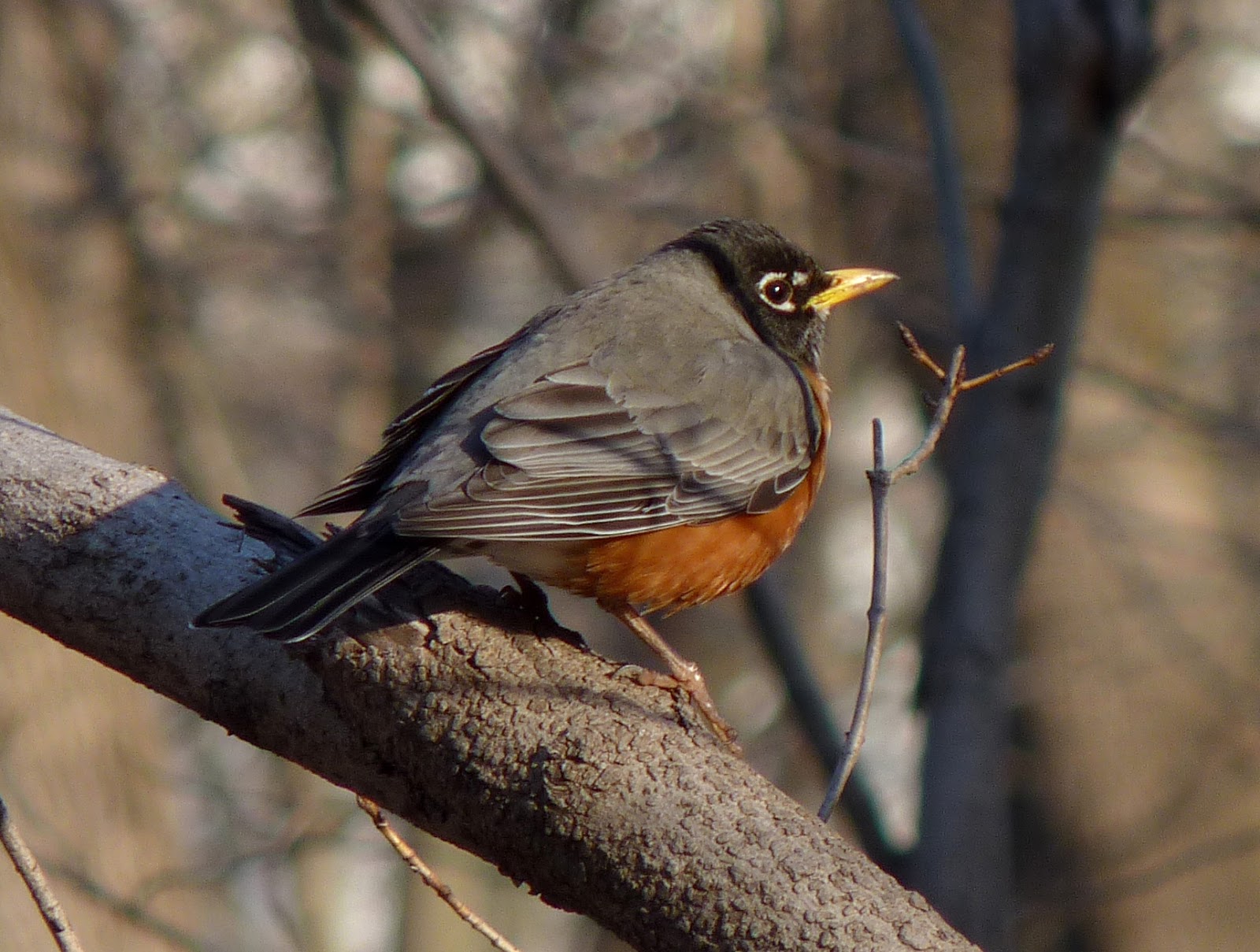 Dendroica: Loose Feathers #691