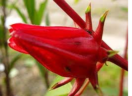 Bunga Rosella - Provinsi Sumatera Utara, Danau Toba, Informasi Wisata