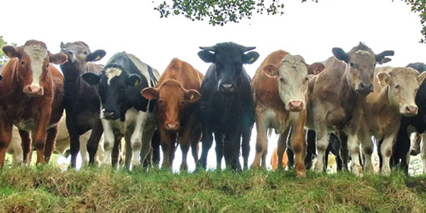 Gods Love and Eight Cows